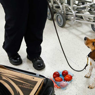 DHS Dogs Demonstrate on Capitol Hill - Government Executive