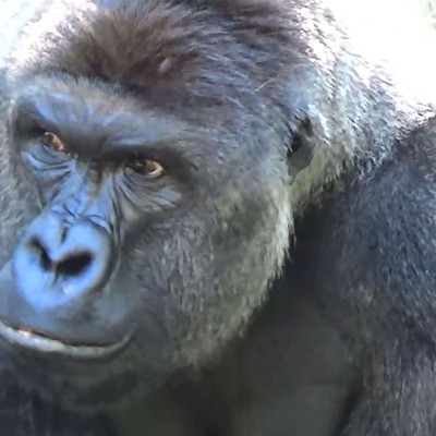 Play of the Day: Harambe For President - Government Executive