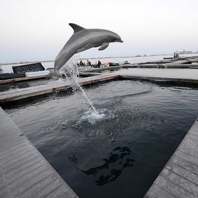 The Navy is Retraining Its Mine-hunting Dolphins to Help Save an ...