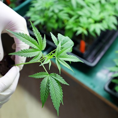 The CDC Wants You To Know That Trimming Cannabis Leaves May Cause ...