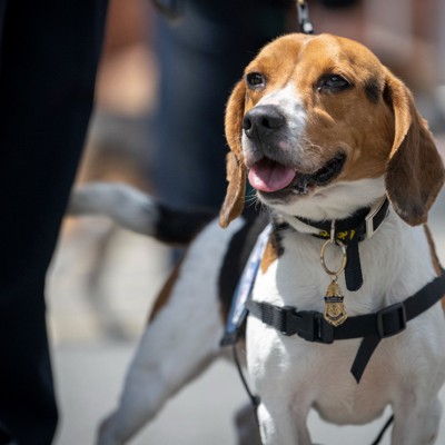 Agencies Must Do More to Protect Their Canine Workforce from Abuse and ...