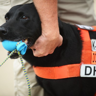 GovExec Daily: Agencies Need to Take Better Care of their Working Dogs ...