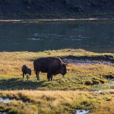 The Return of the American Bison Is an Environmental Boon — and a ...