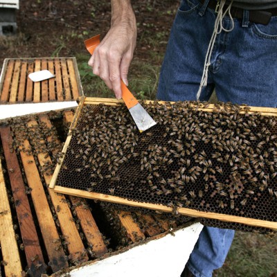 Beekeepers are losing a key USDA backstop at the worst possible time ...