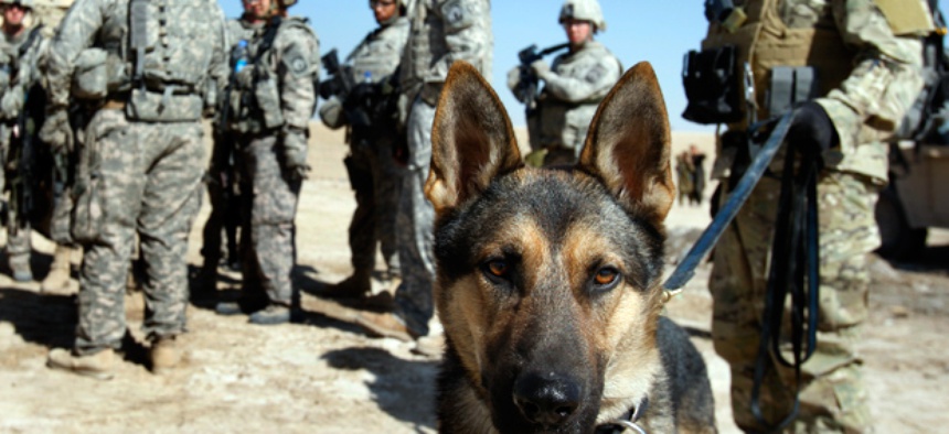 Petition asks Obama to allow burial of service dogs at military ...