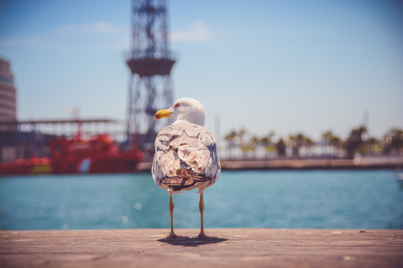 Don't Be a Seagull Manager - Management Matters - Management - GovExec.com