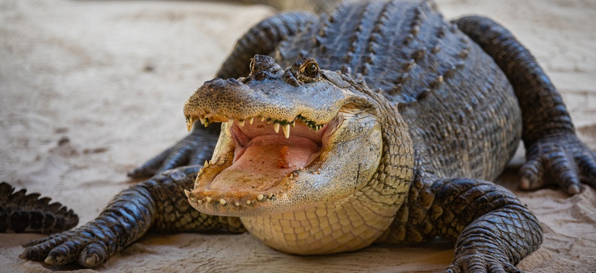 The Snake-And-Alligator Border Moat: A Budget Analysis - Government ...