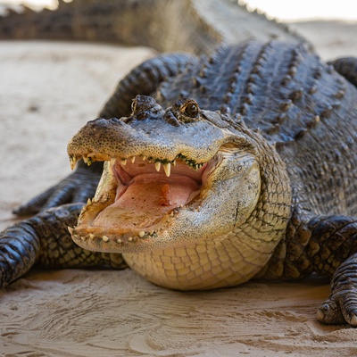 The Snake-And-Alligator Border Moat: A Budget Analysis - Government ...